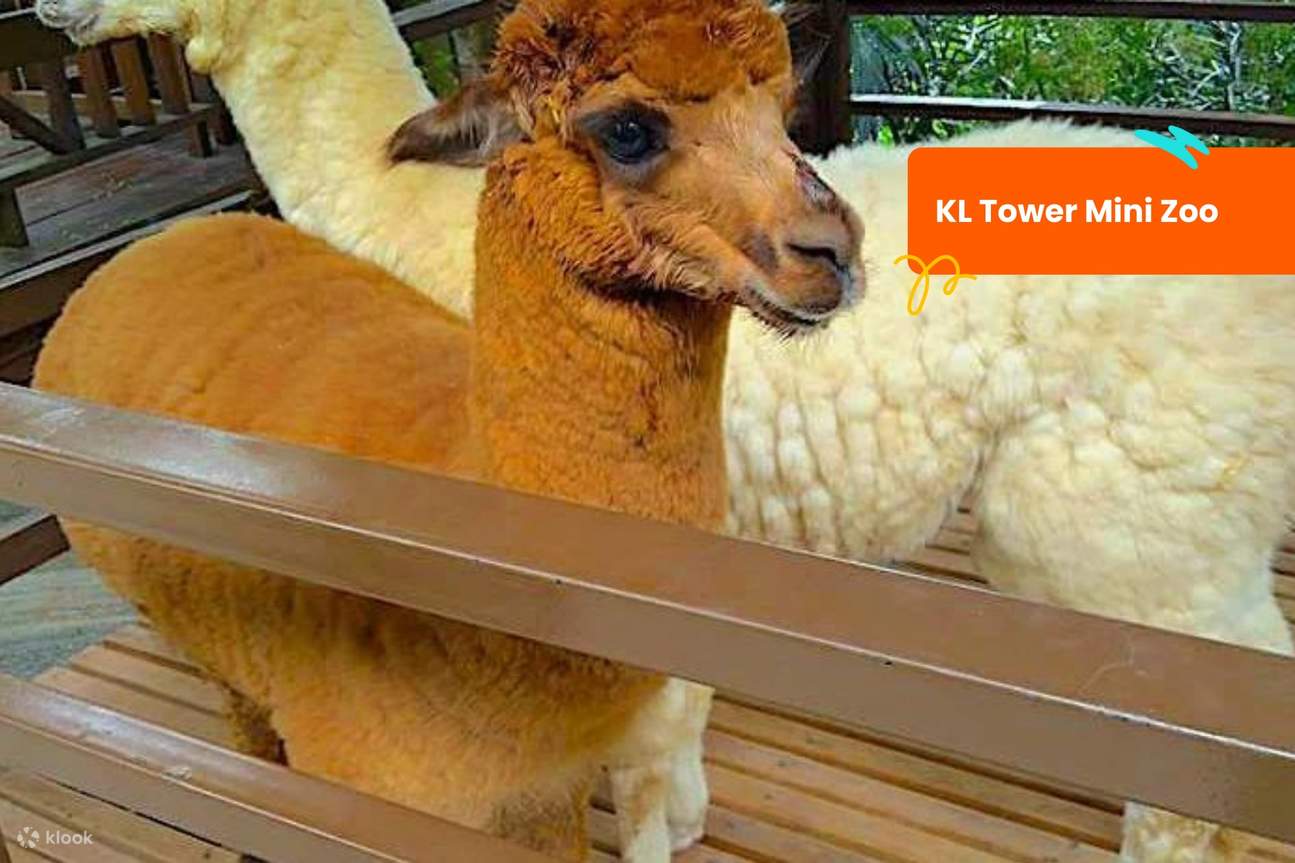 [Klook Exclusive] Kuala Lumpur Multi Attractions Pass - Bundle & Save ...